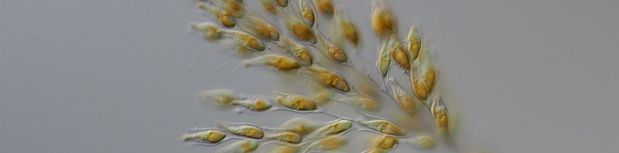 Ruth Brauer-Kvam | SA | 22 01 2022 | 10:05 - oe1.ORF.at